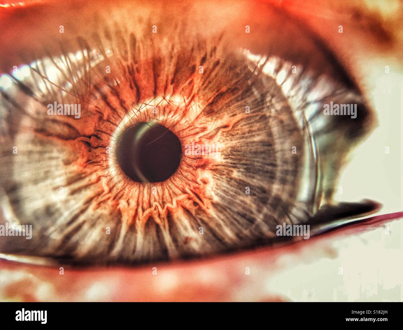 Macro. Human eye Stock Photo - Alamy
