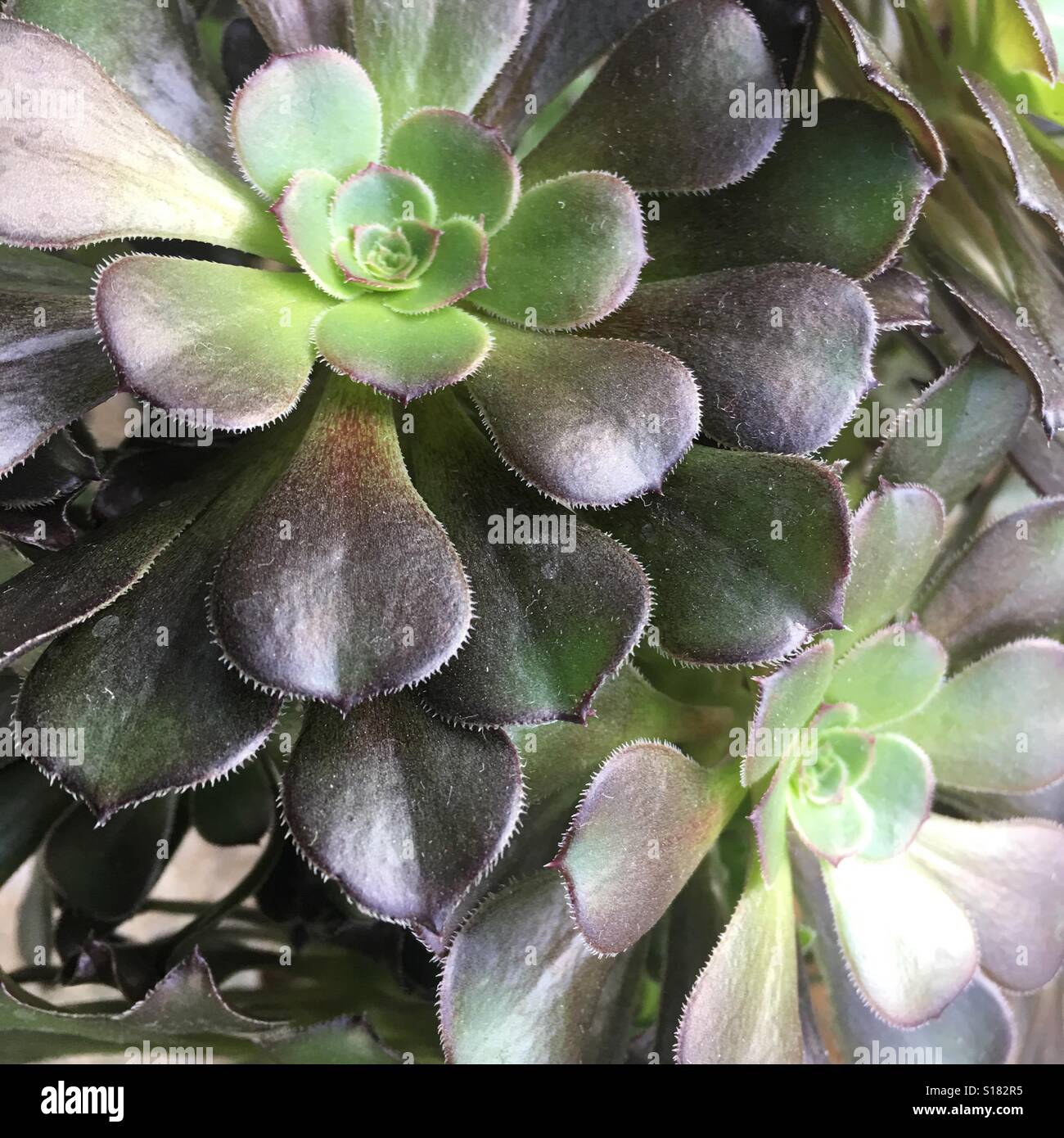 Cactus Colours High Resolution Stock Photography and Images - Alamy