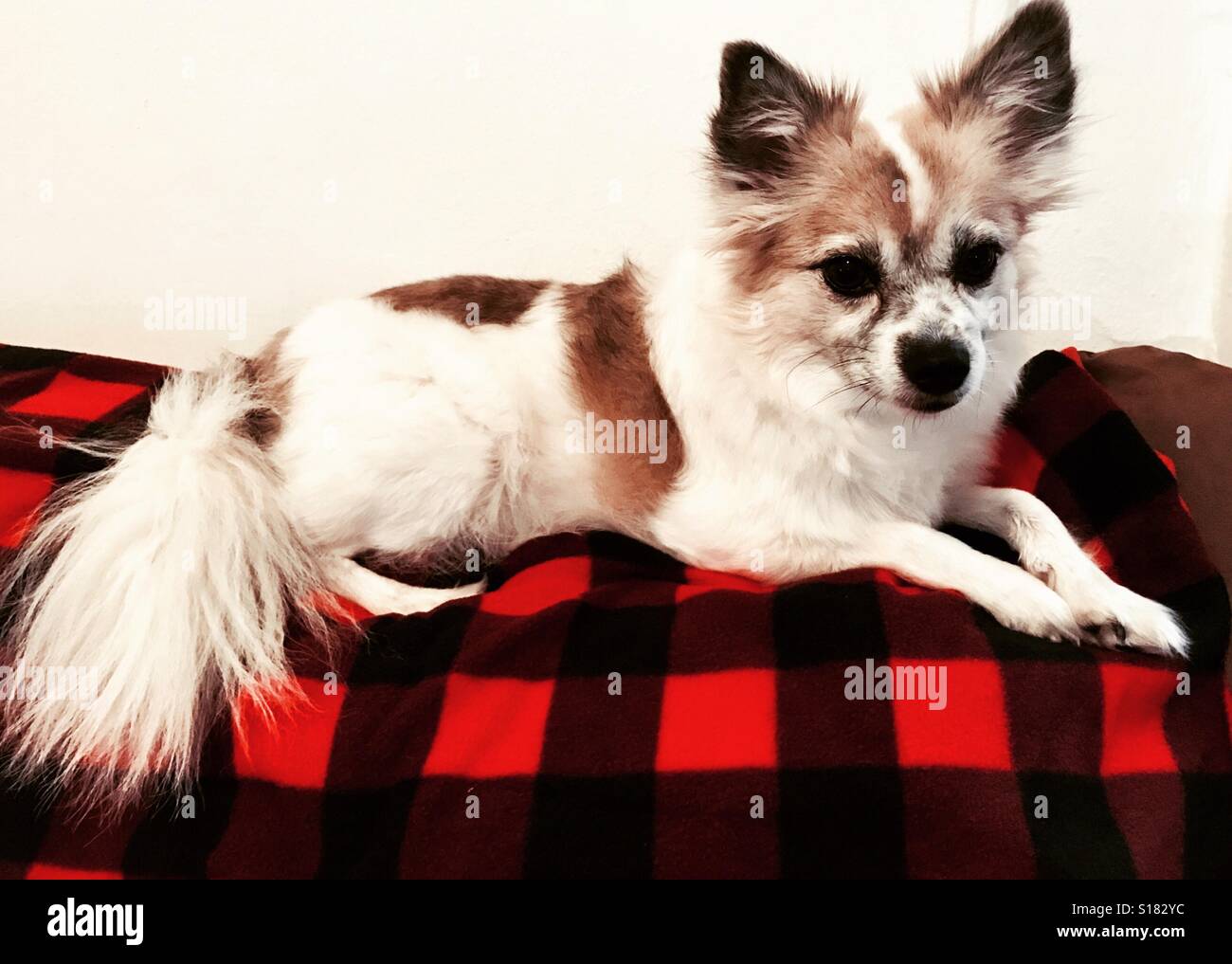 Papimo hi-res stock photography and images - Alamy