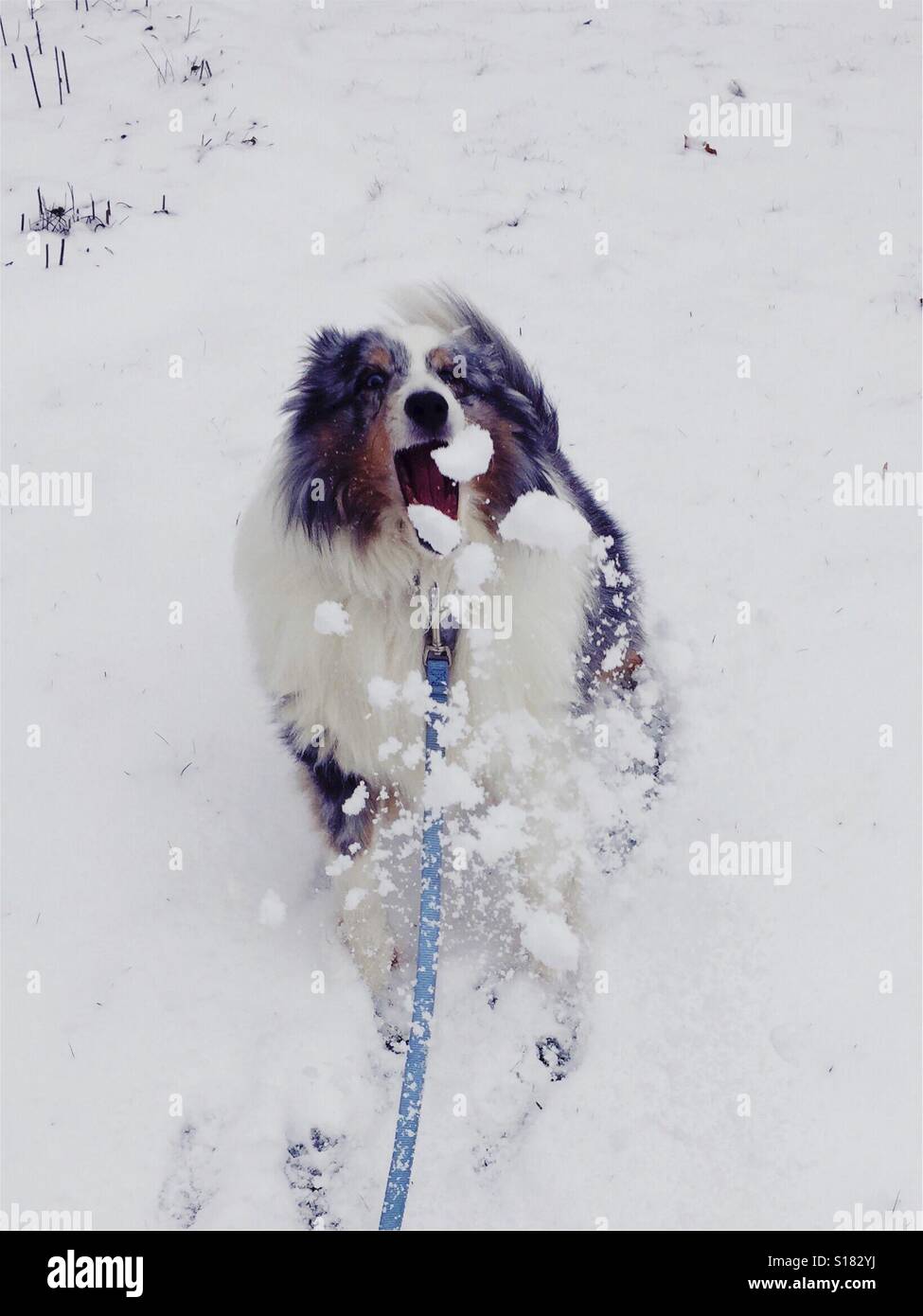 Sheltie shetland sheepdog snow hi-res stock photography and images - Alamy