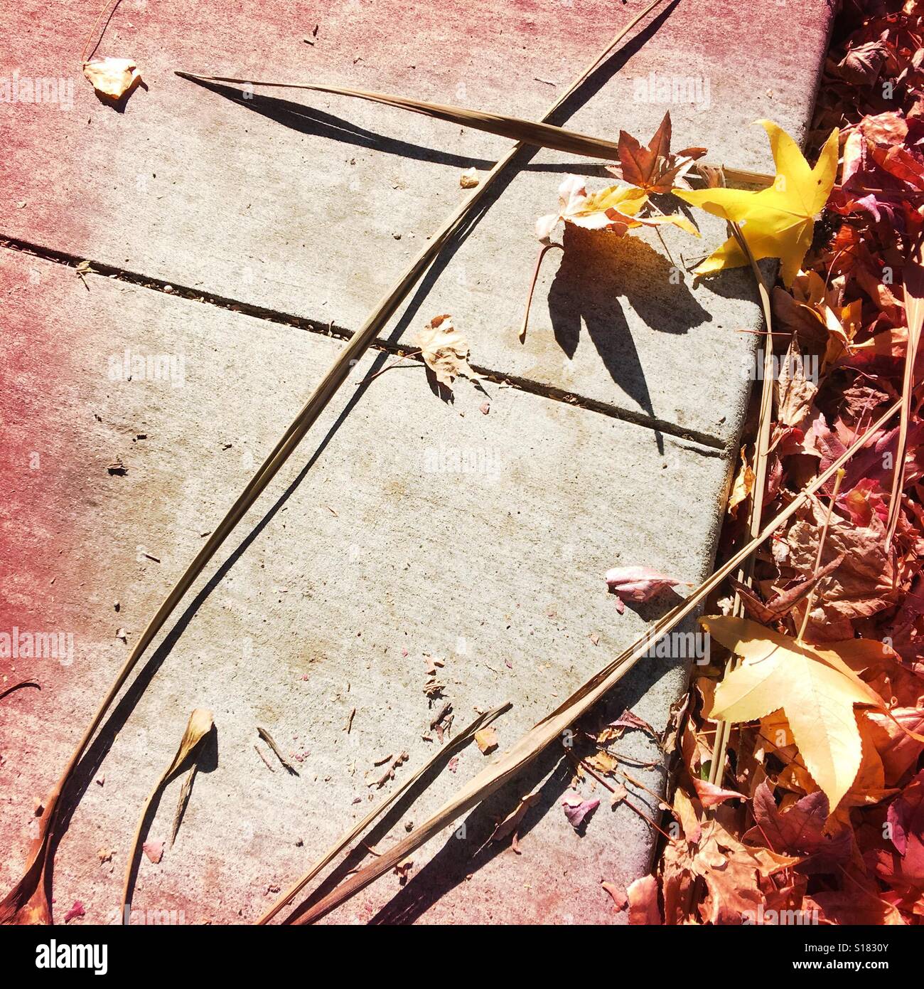 Dying maple leaves hi-res stock photography and images - Alamy