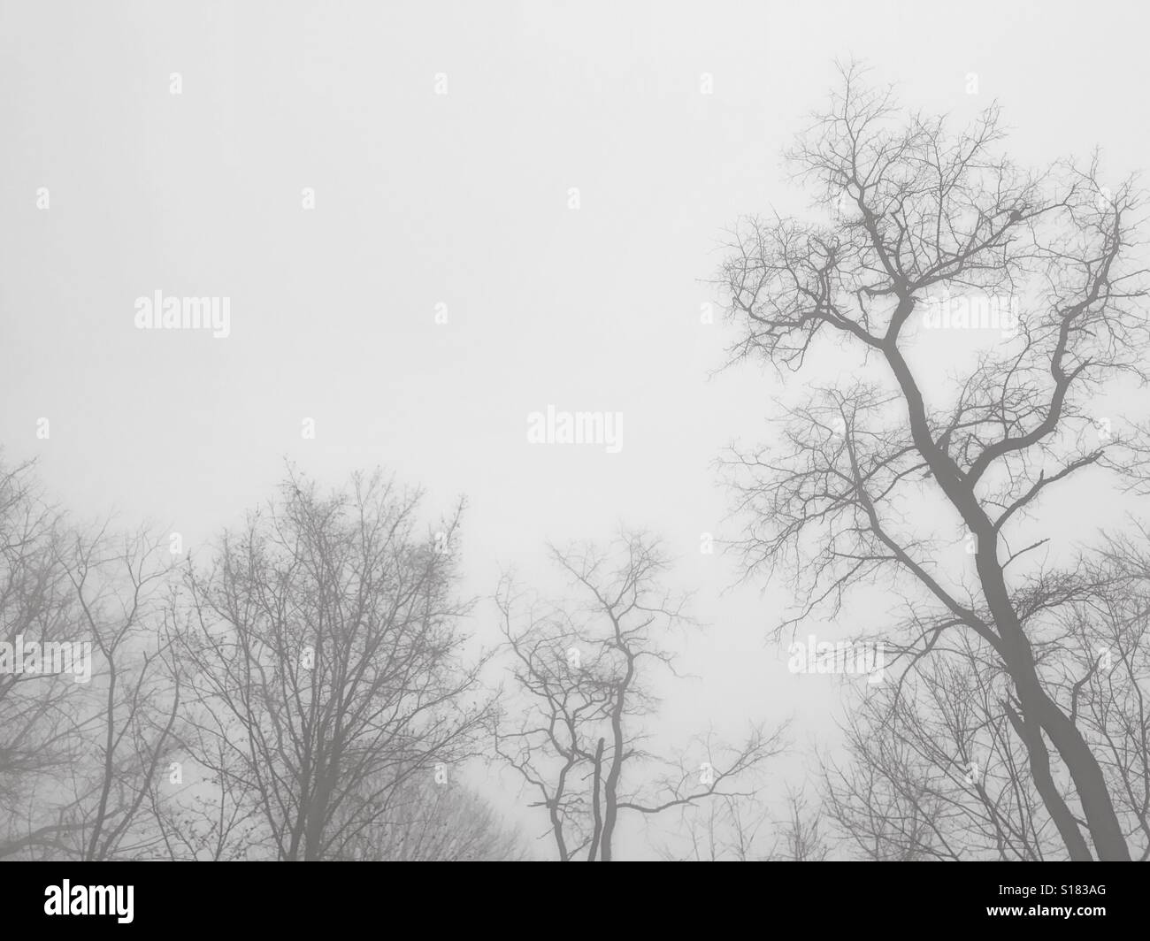 Gray trees hi-res stock photography and images - Alamy