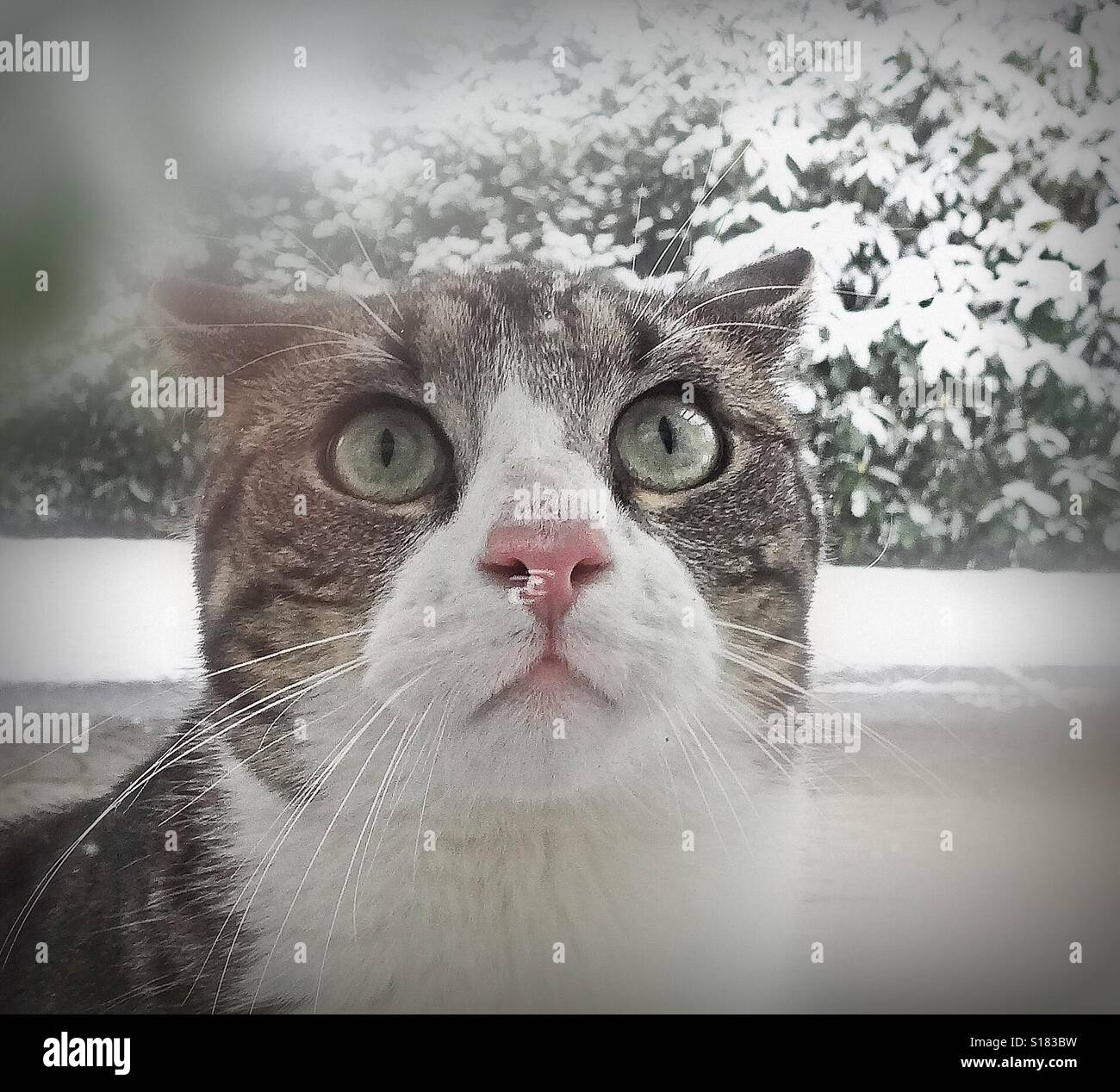 Snow for life hi-res stock photography and images - Alamy