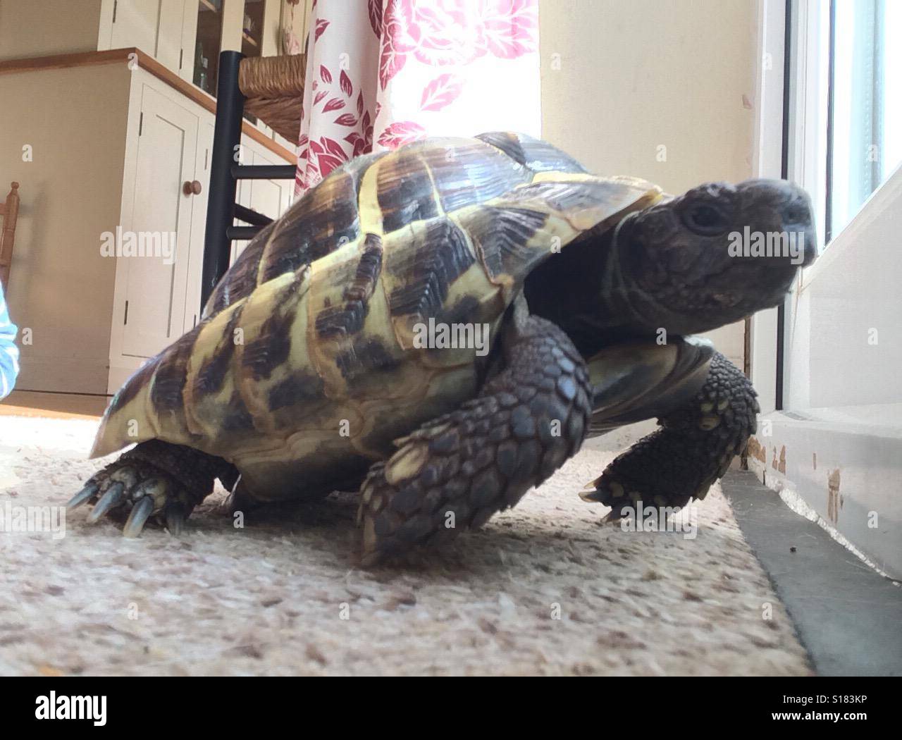Herman The Tortoise High Resolution Stock Photography and Images - Alamy