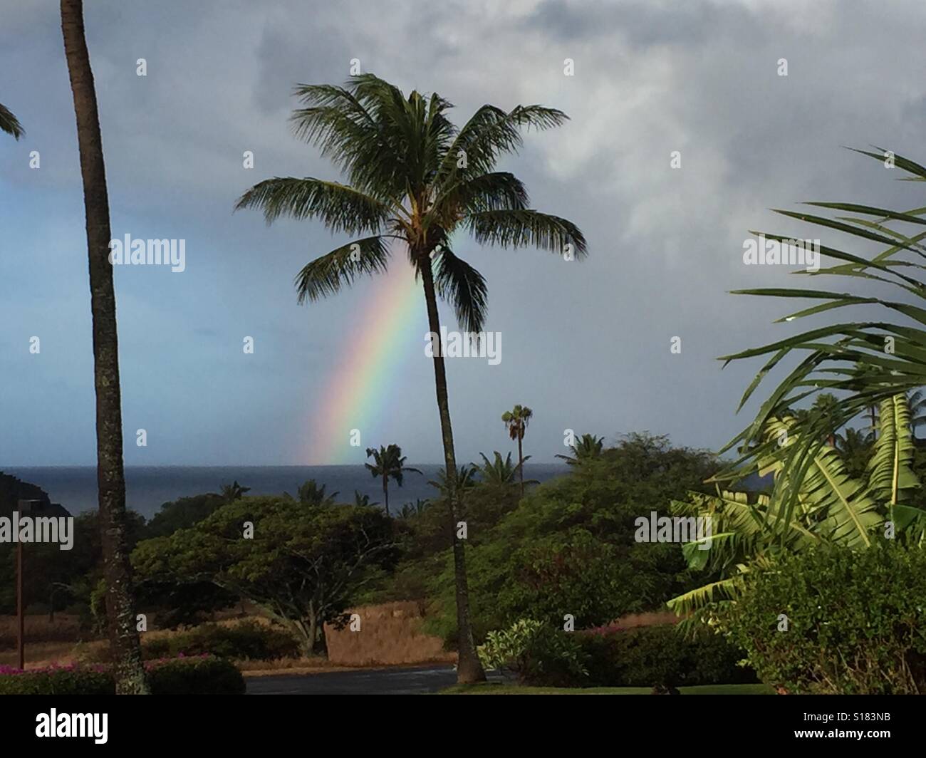 Rainbow tree hi-res stock photography and images - Alamy