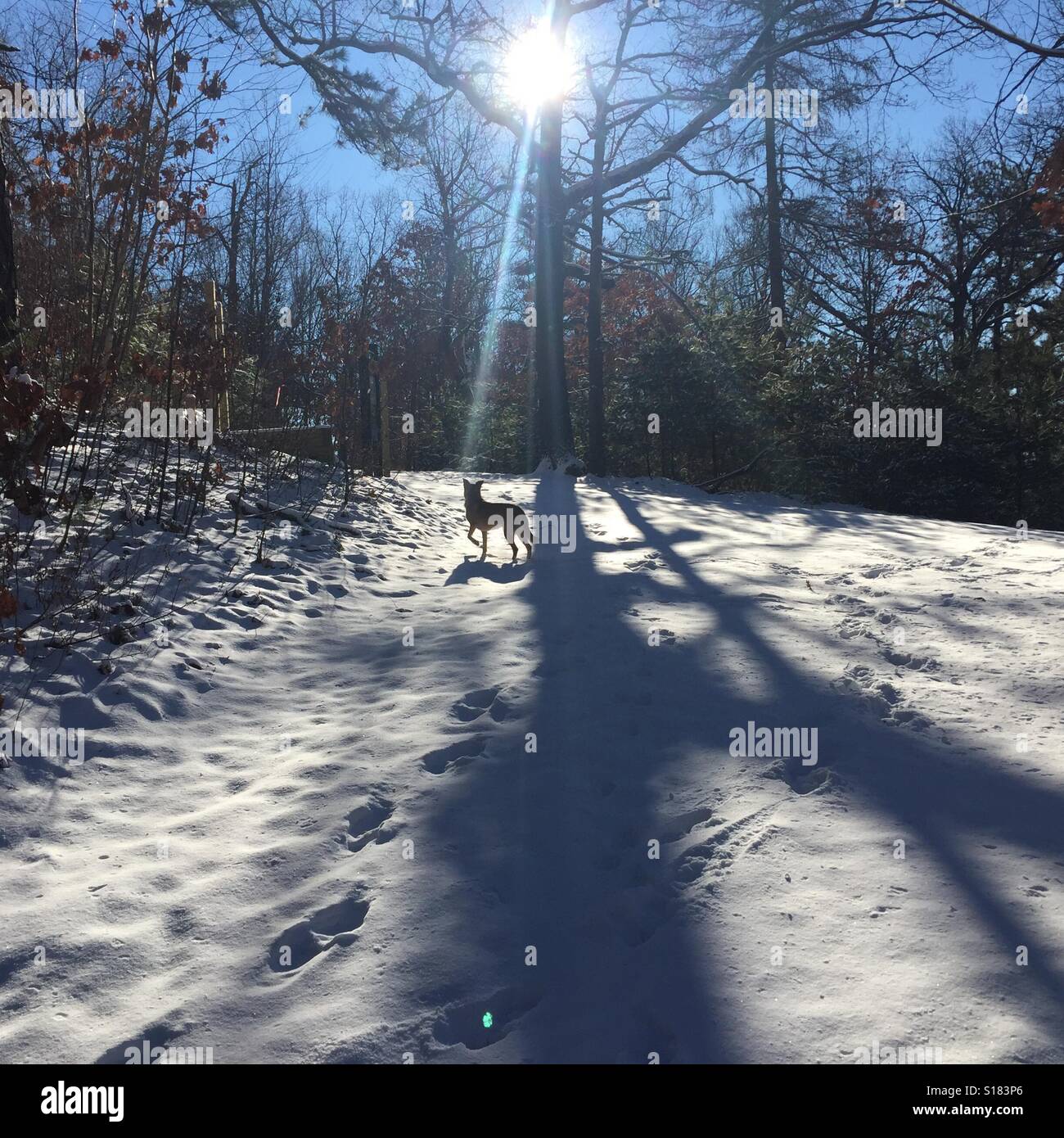Dog in sun and snow hi-res stock photography and images - Alamy