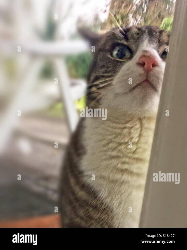 Who is there...?! Stock Photo - Alamy