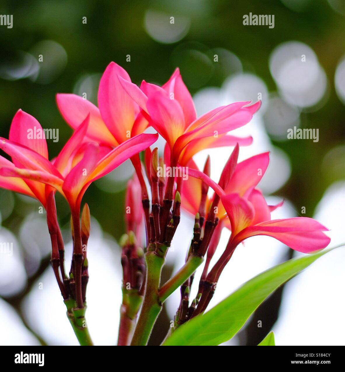 Kamboja hi-res stock photography and images - Alamy