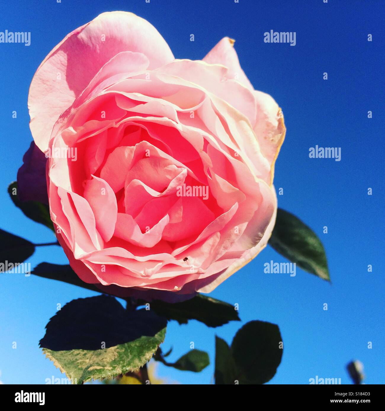 Pinky flowers hi-res stock photography and images - Alamy