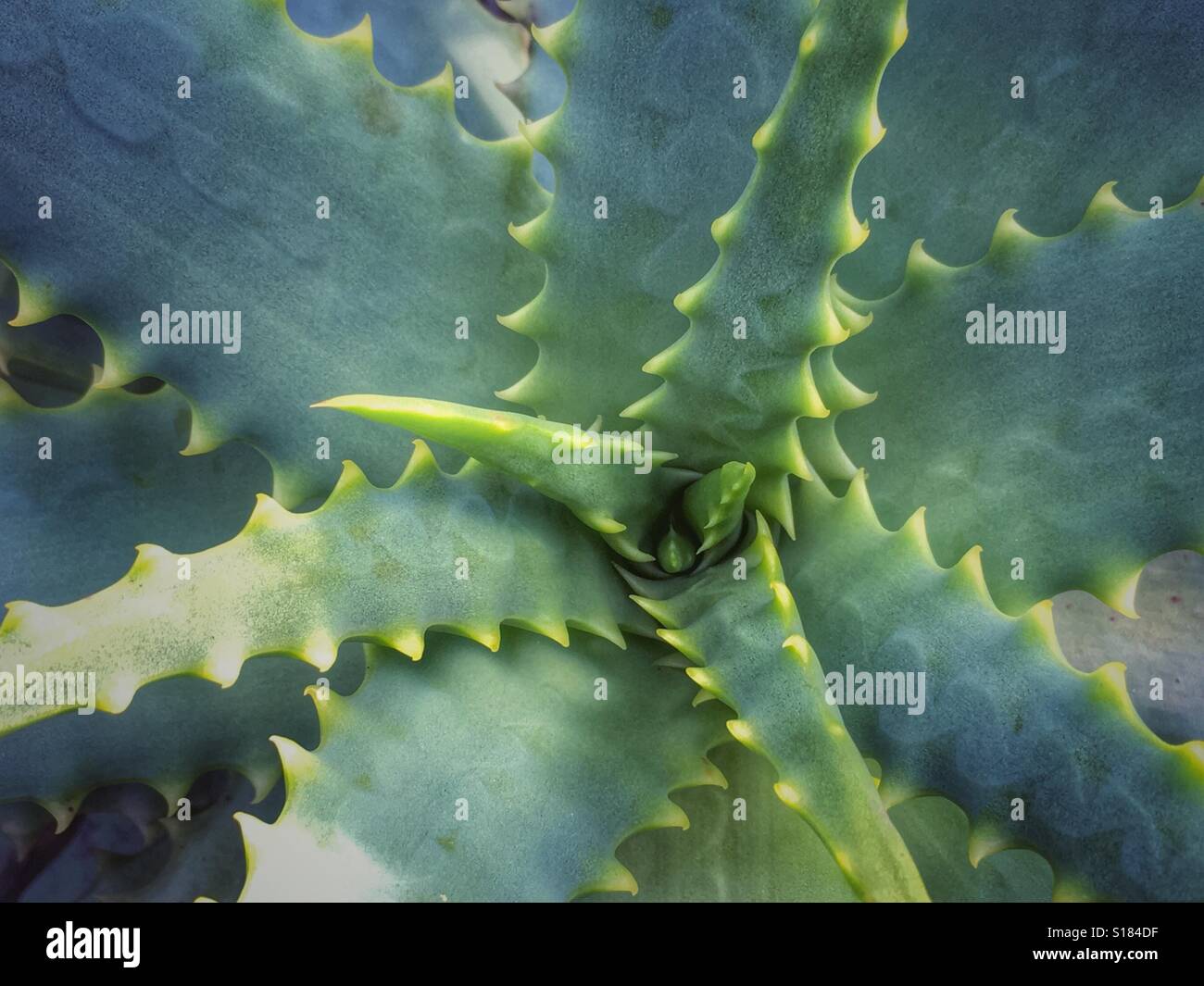 Aloe Vera, Aloe aculeata Stock Photo - Alamy