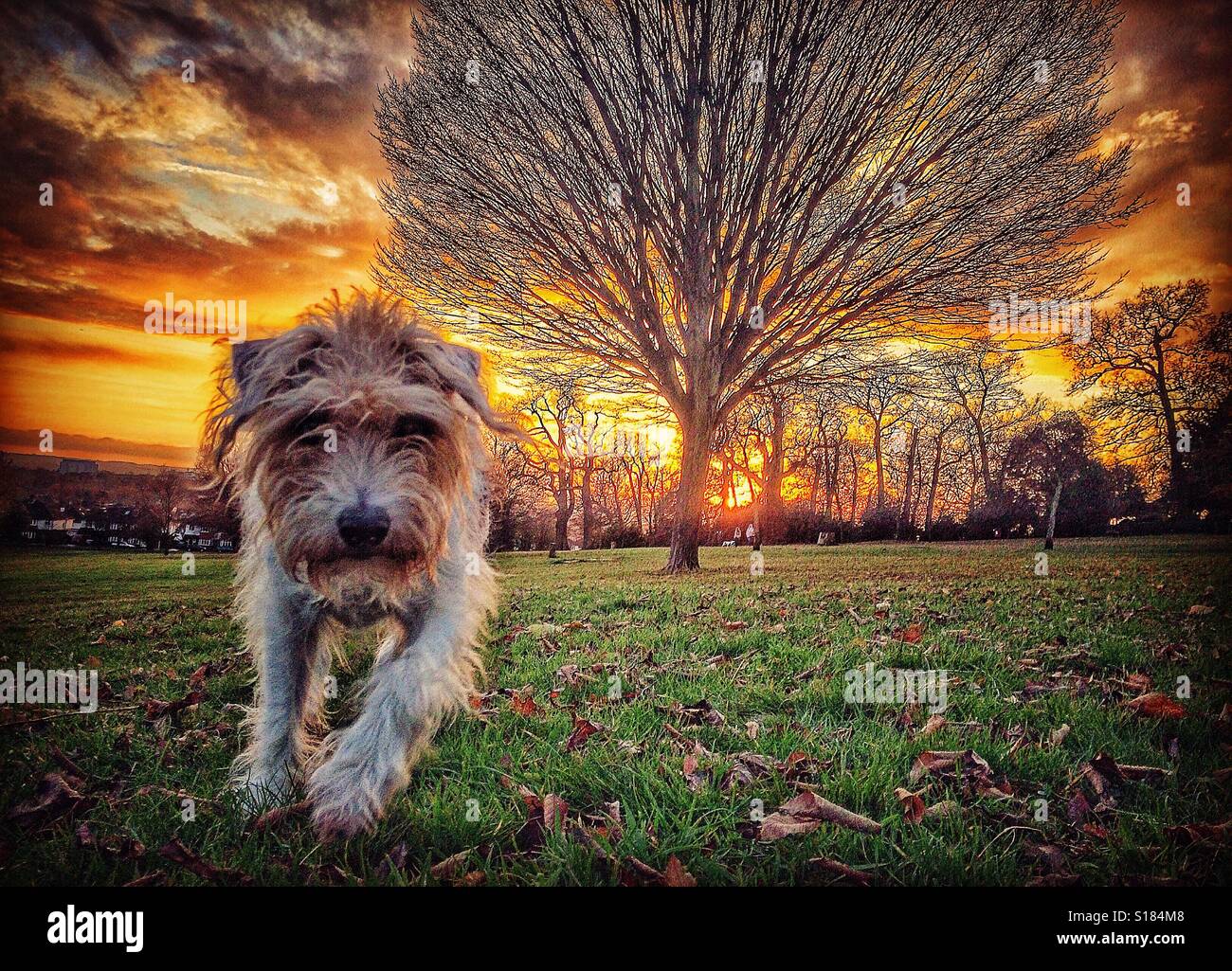 Dog running to camera at sunset Stock Photo - Alamy