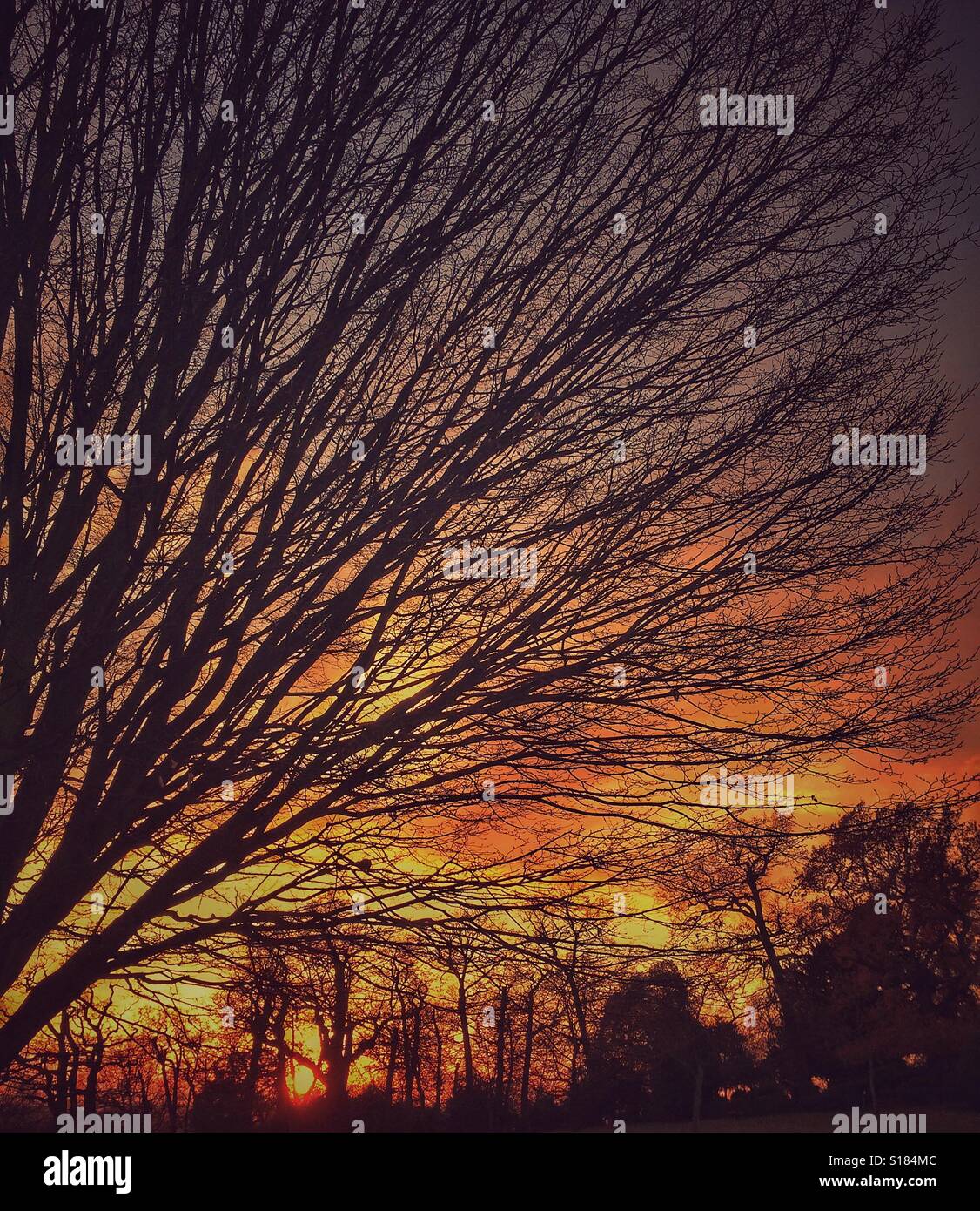 Fiery tree hi-res stock photography and images - Alamy