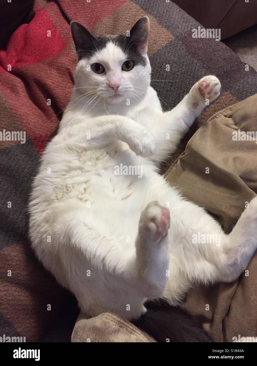 Cozy lazy hi-res stock photography and images - Alamy