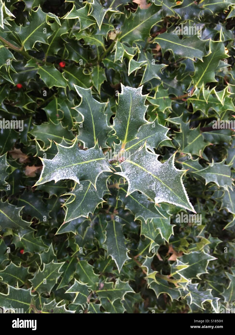 Frozen Holly Berries High Resolution Stock Photography and Images - Alamy