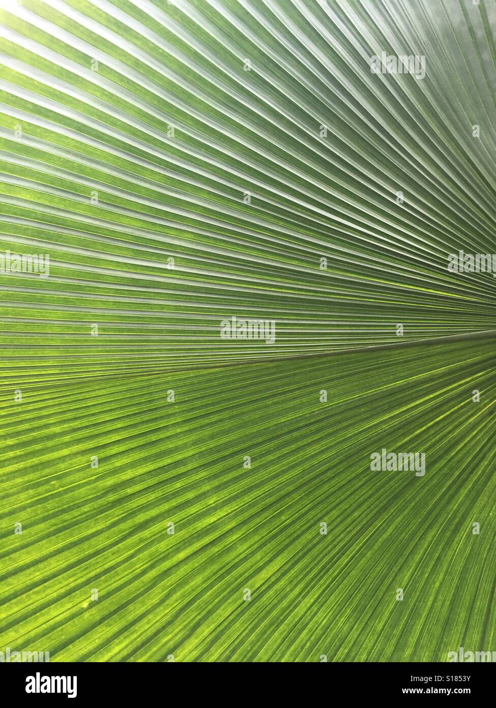 Large leaf fans out Stock Photo - Alamy