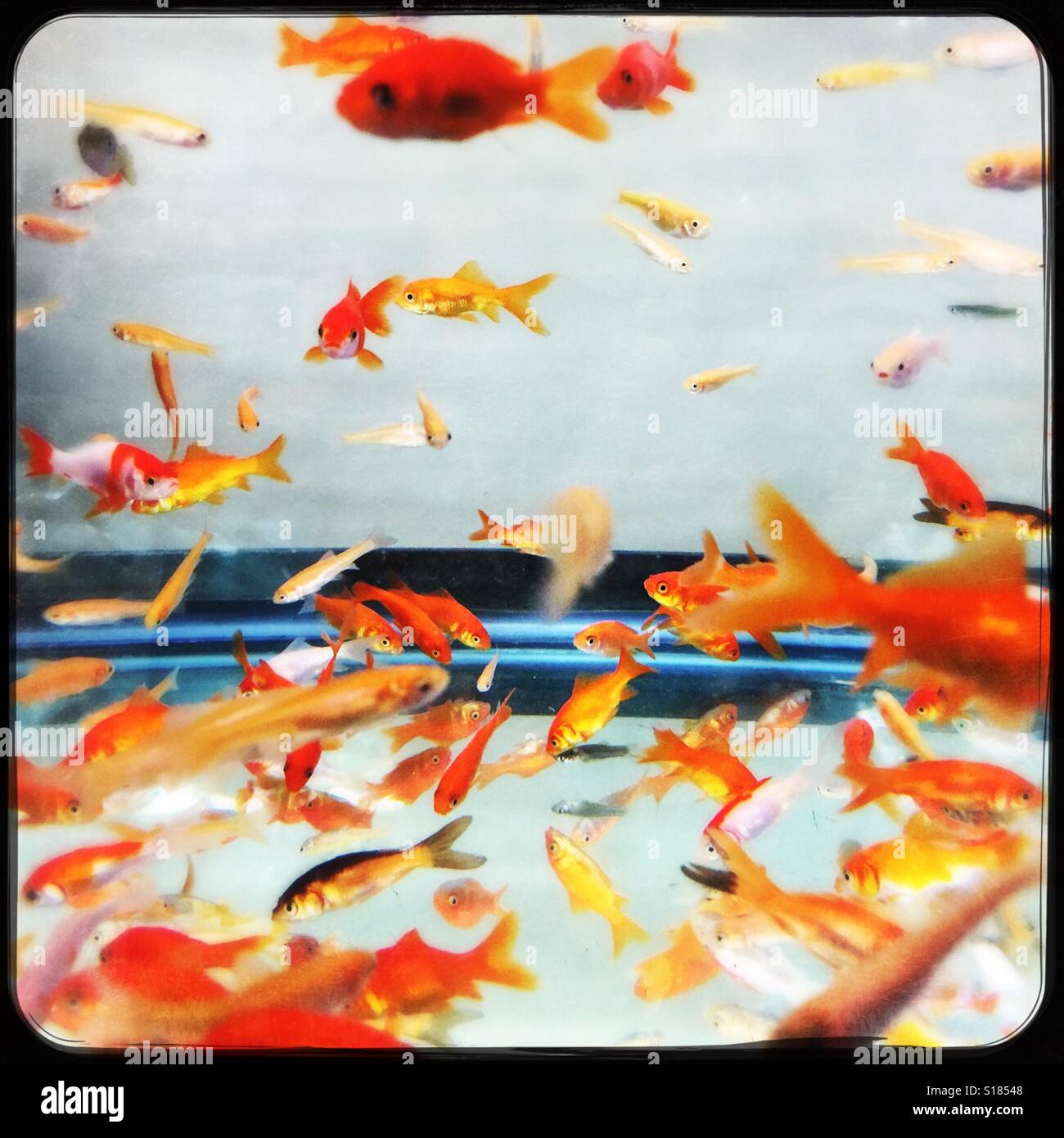 Goldfish gold hi-res stock photography and images - Alamy