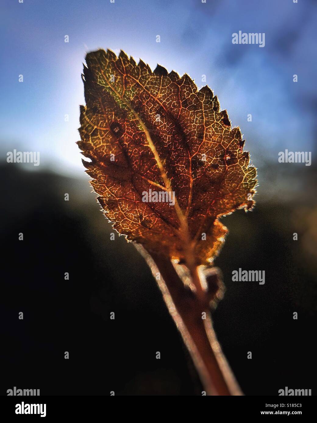 Translucent blue edge hi-res stock photography and images - Alamy