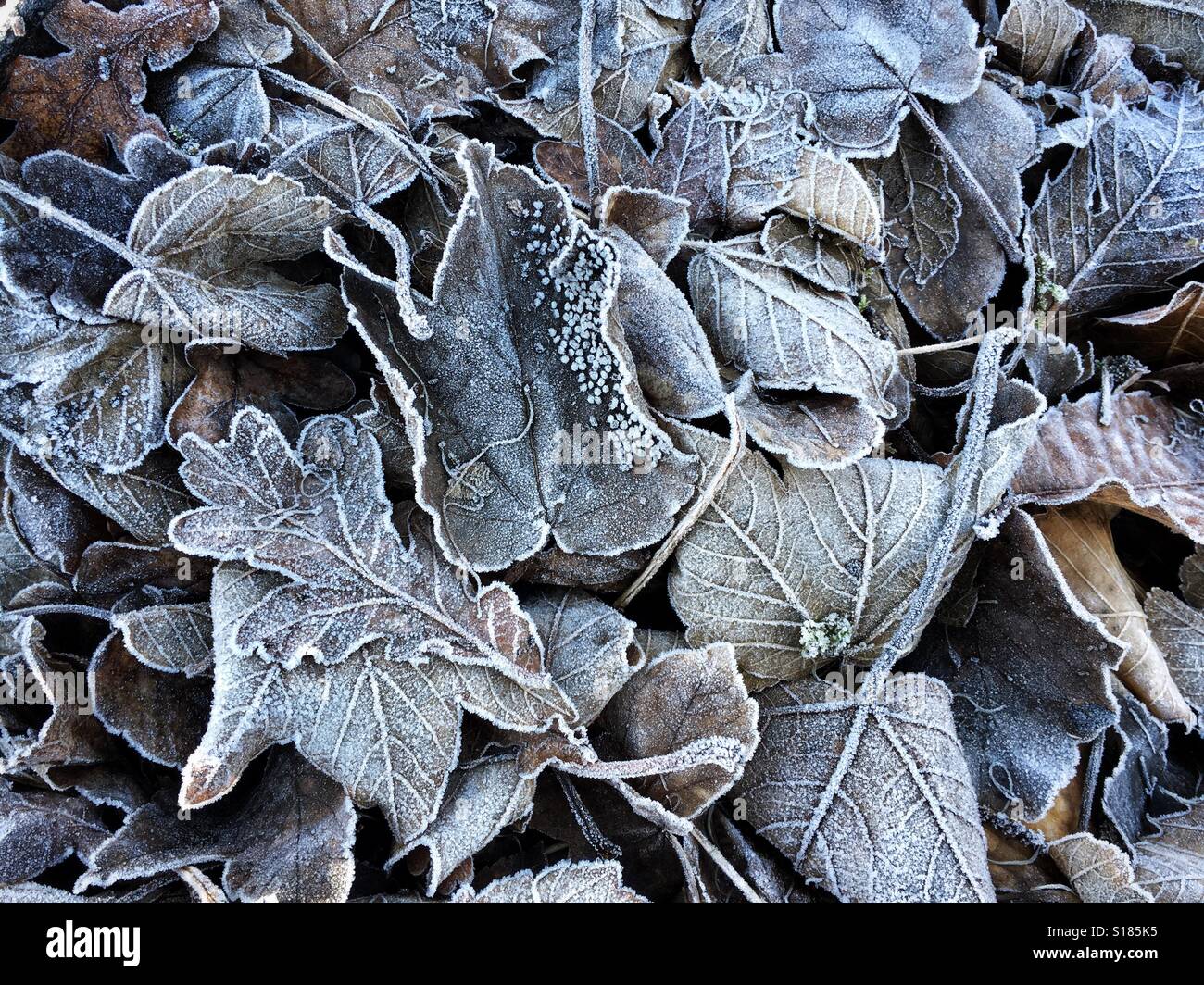 Leaves in Winter Stock Photo - Alamy