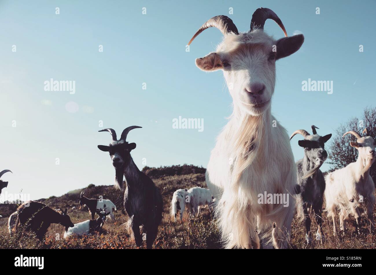 Goats in field hi-res stock photography and images - Alamy