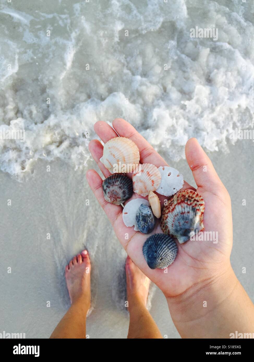 Hand and shells hi-res stock photography and images - Alamy