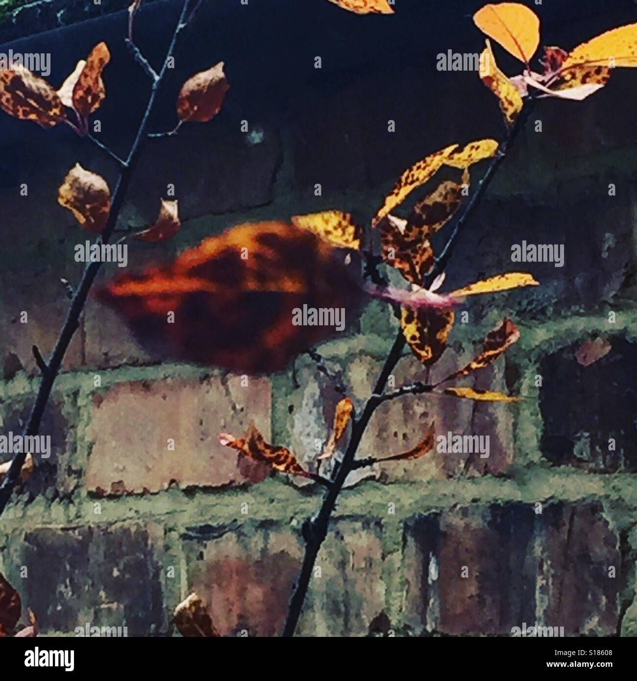 Falling leaf hi-res stock photography and images - Alamy