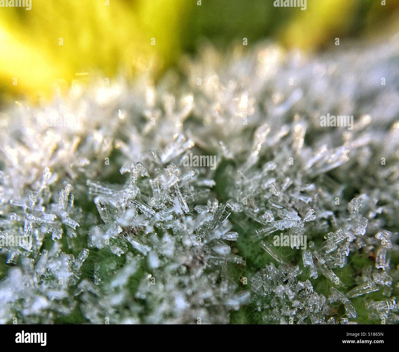Leaf icicles hi-res stock photography and images - Alamy
