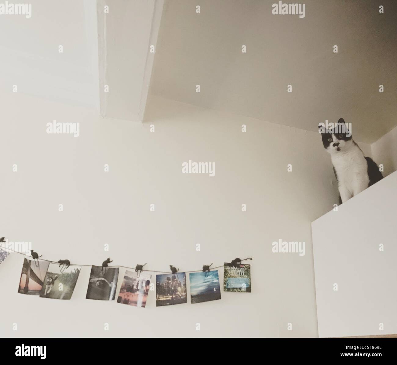 Cat Cupboard High Resolution Stock Photography and Images - Alamy