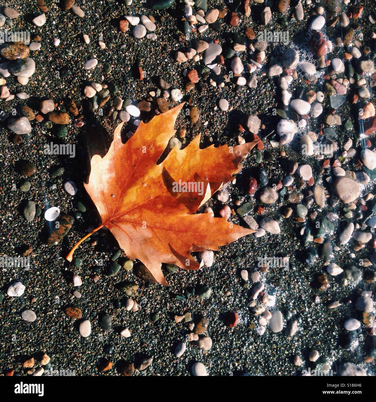 Let go leaf hi-res stock photography and images - Alamy