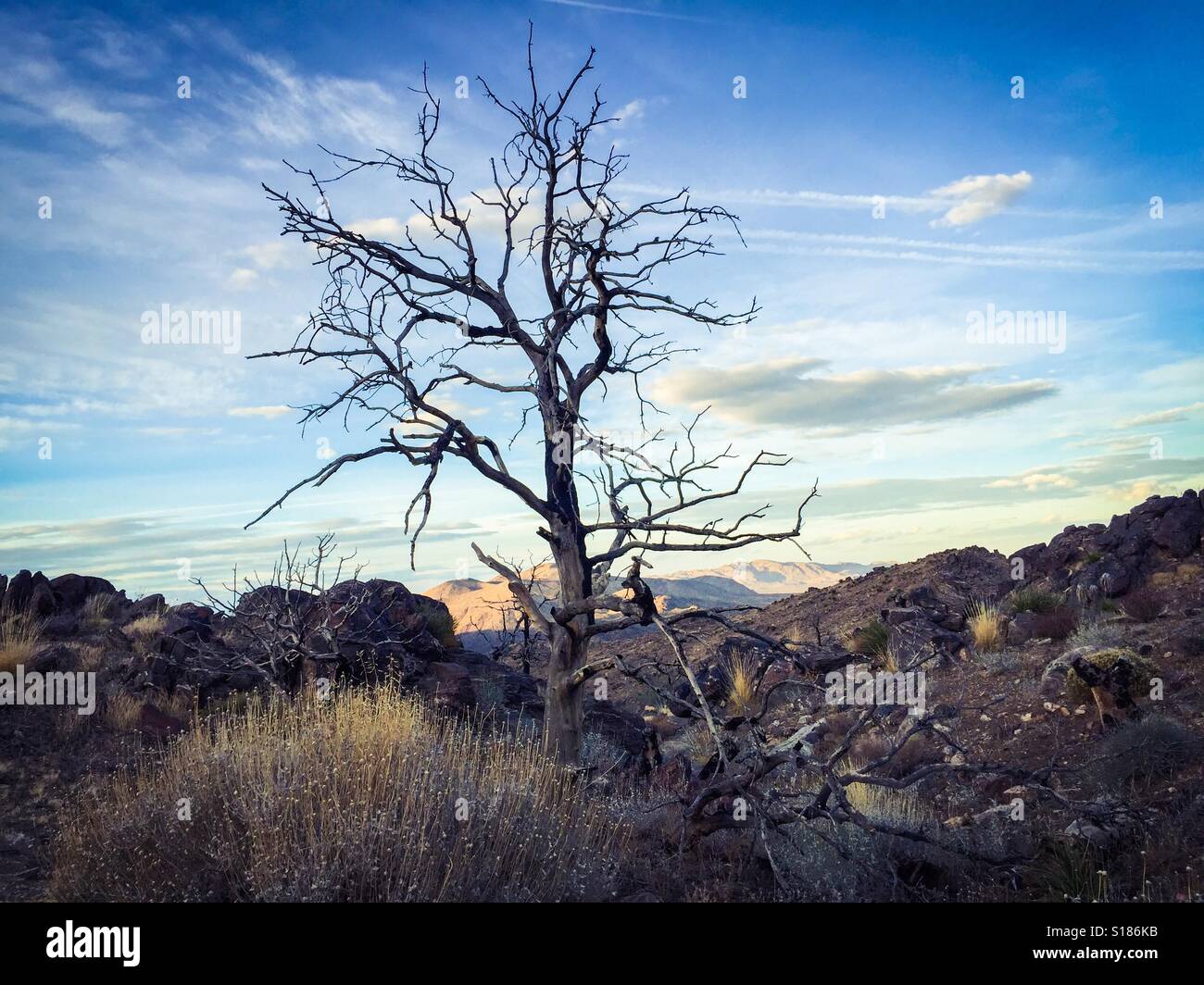 Dead joshua tree hi-res stock photography and images - Alamy