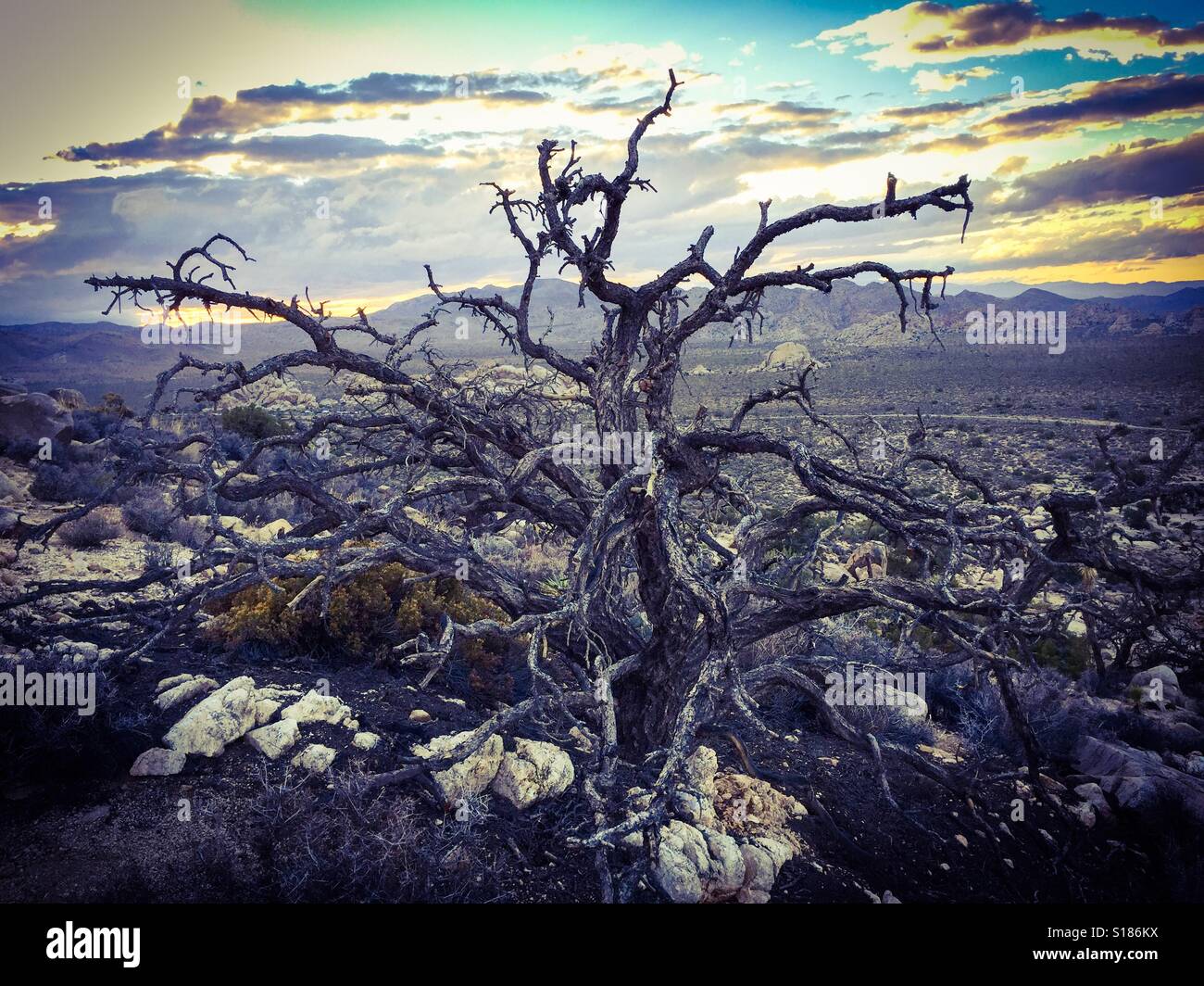 Dead joshua tree hi-res stock photography and images - Alamy