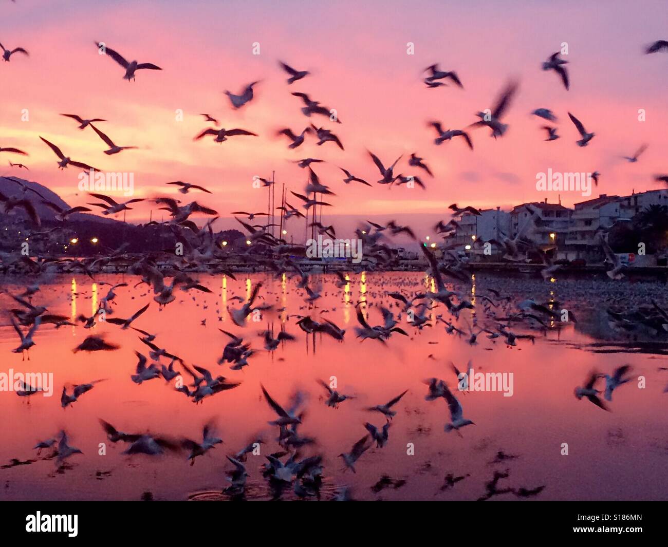 Seagulls in morning fly Stock Photo - Alamy