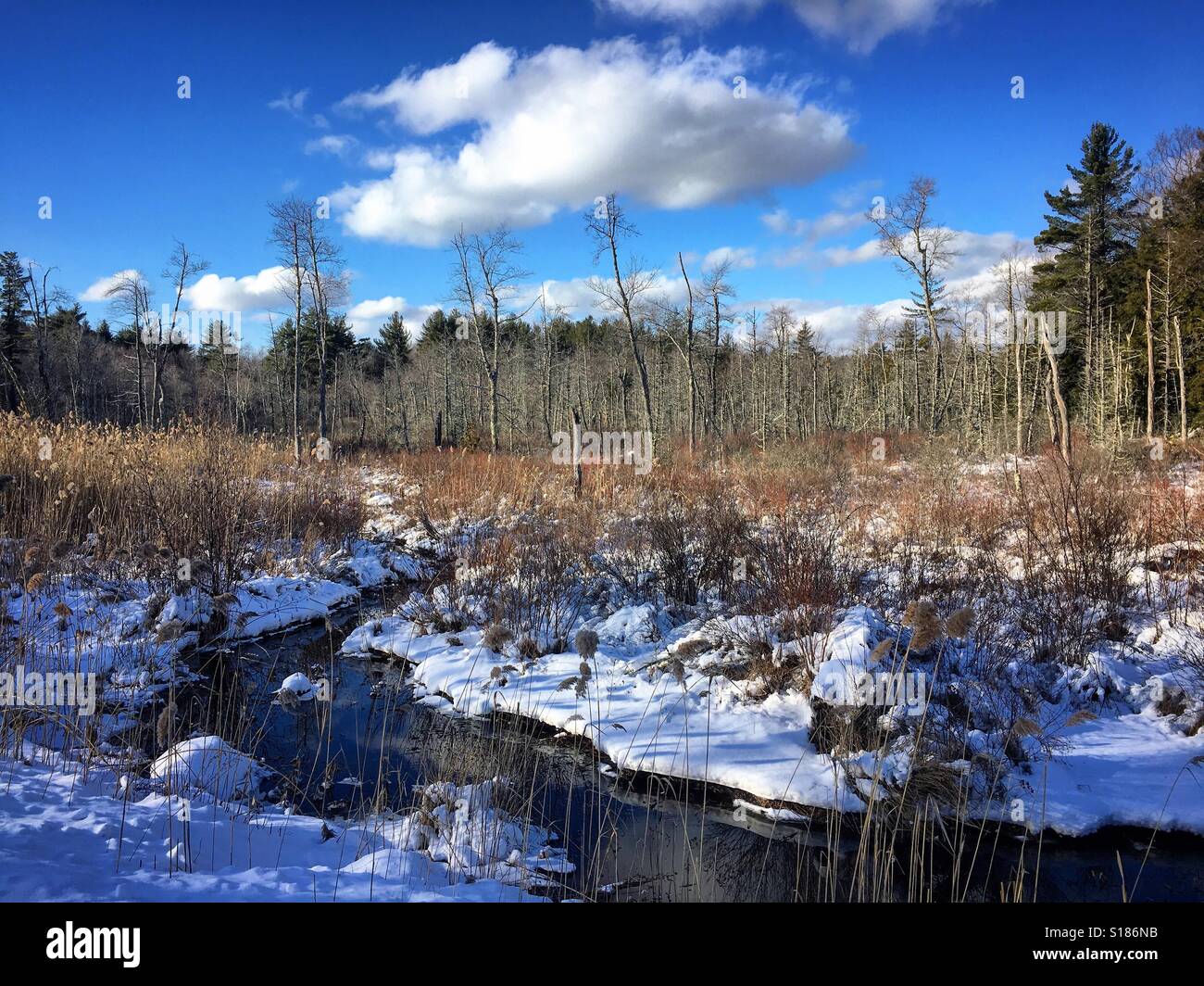 Frozen winter marshland in western Massachusetts, sandisfield ...