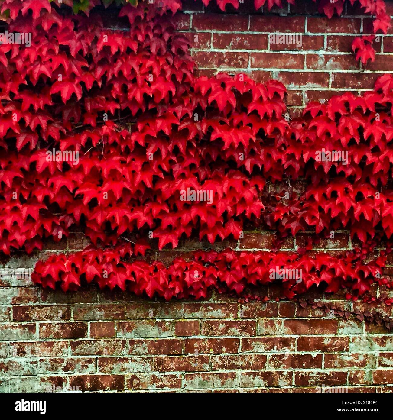 Brick foliage hi-res stock photography and images - Alamy