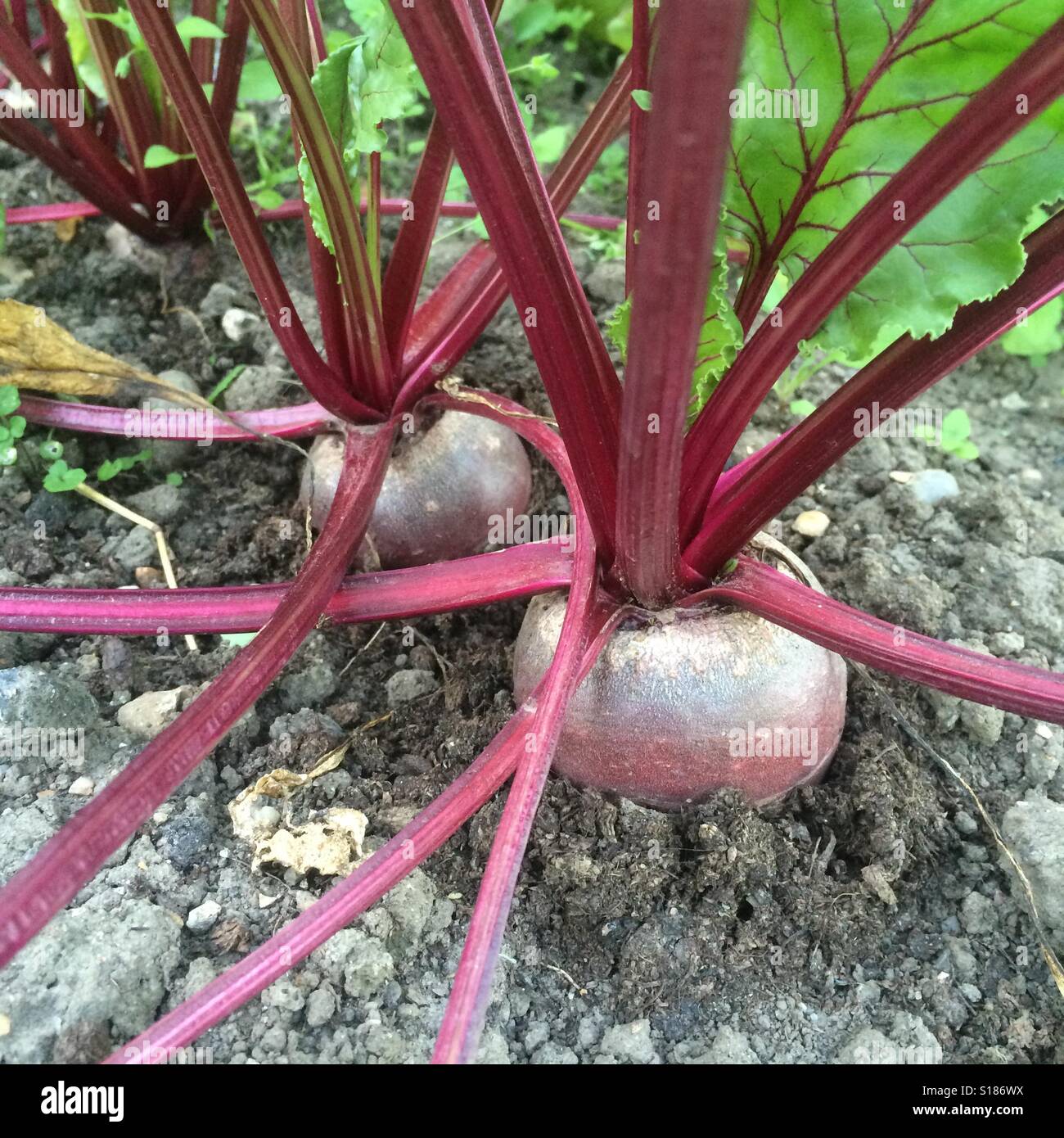 Growing beetroot hi-res stock photography and images - Alamy