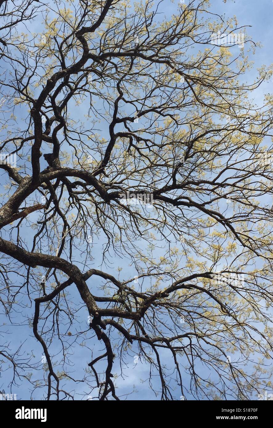 Tree veins hi-res stock photography and images - Alamy