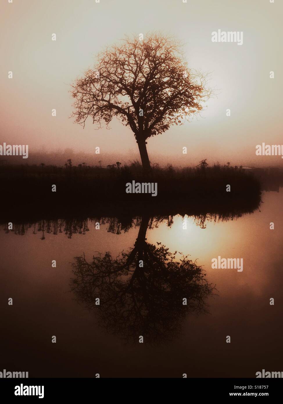 Tree reflection in water hi-res stock photography and images - Alamy