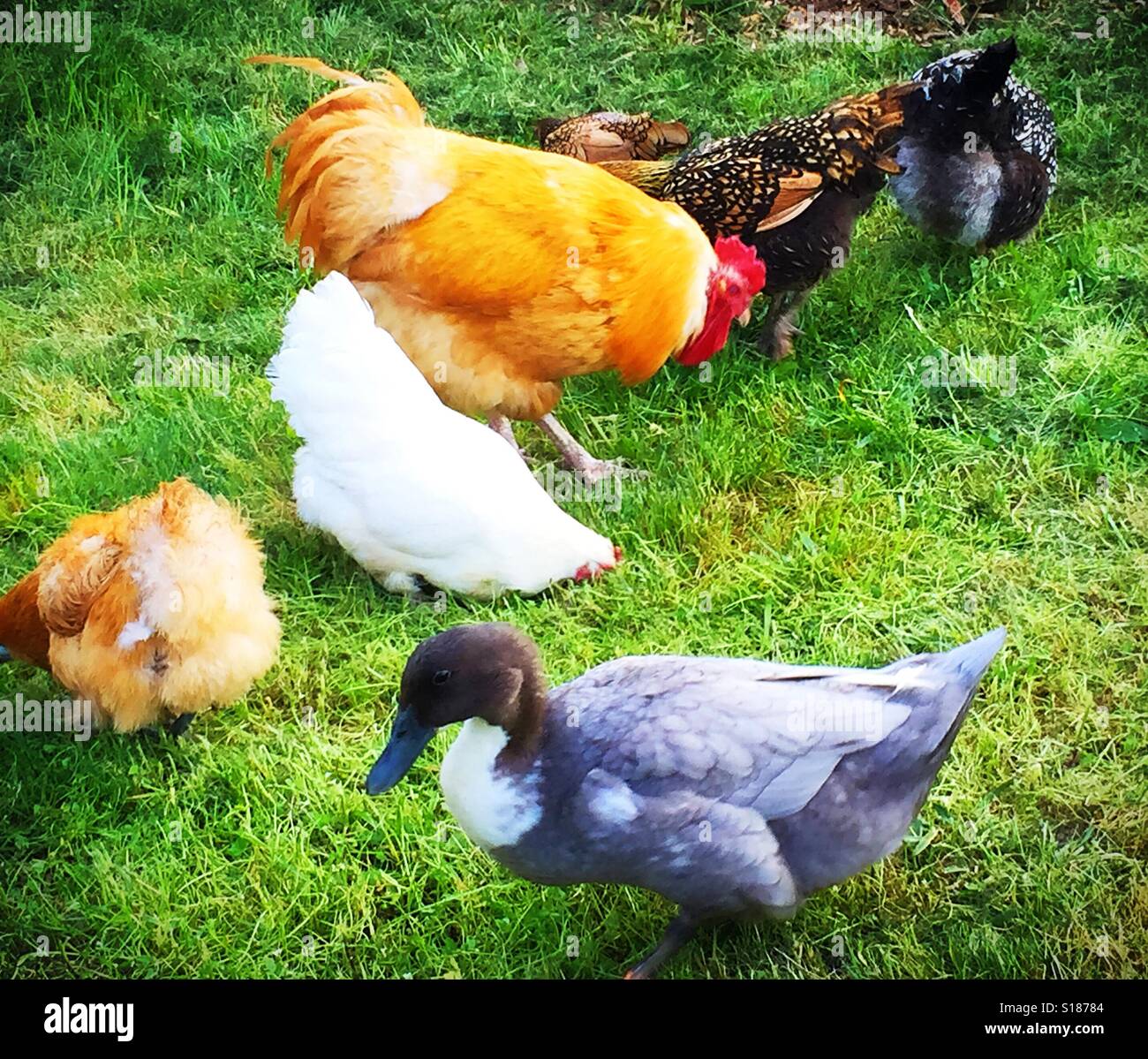 Chickens and duck Stock Photo - Alamy