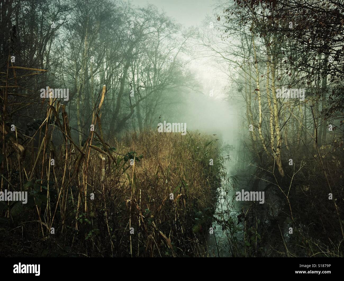 Stream in forest hi-res stock photography and images - Alamy