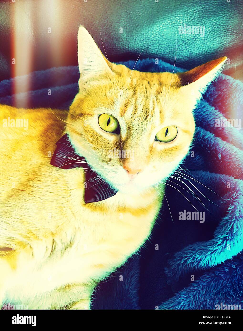 Sophisticated textures hi-res stock photography and images - Alamy