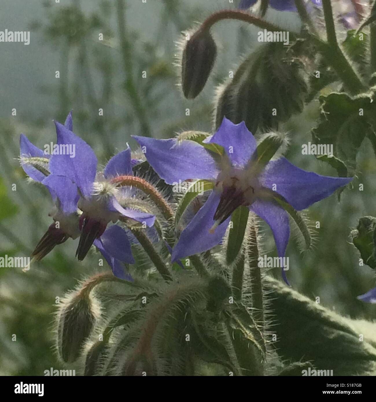 Borage flowers hi-res stock photography and images - Alamy