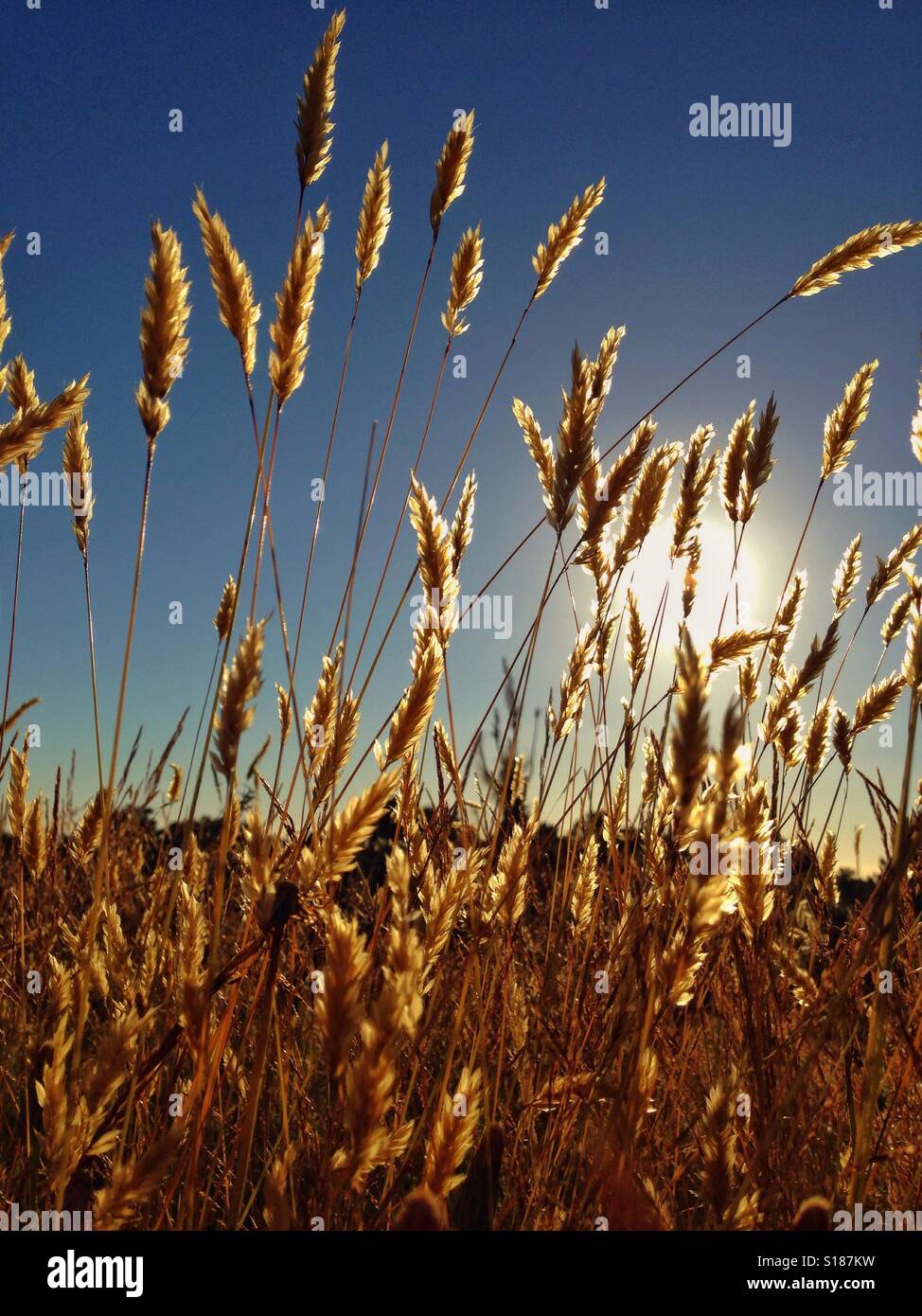 Gold bliss hi-res stock photography and images - Alamy