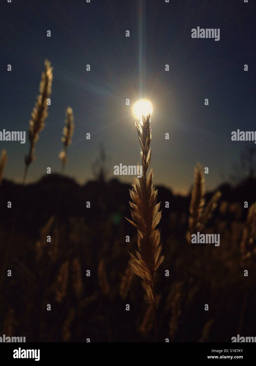 Sun kissed wheat Stock Photo - Alamy