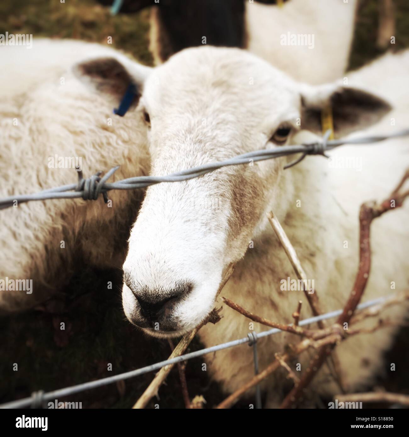 Winter sheep behind barbed wire fence UK Stock Photo - Alamy