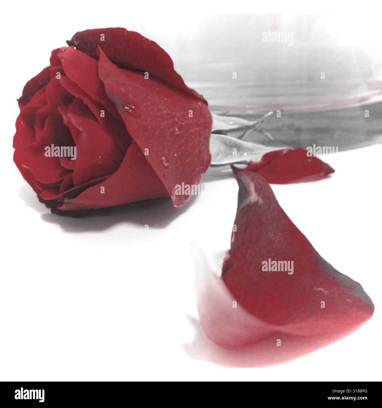 Single Red Rose Petal