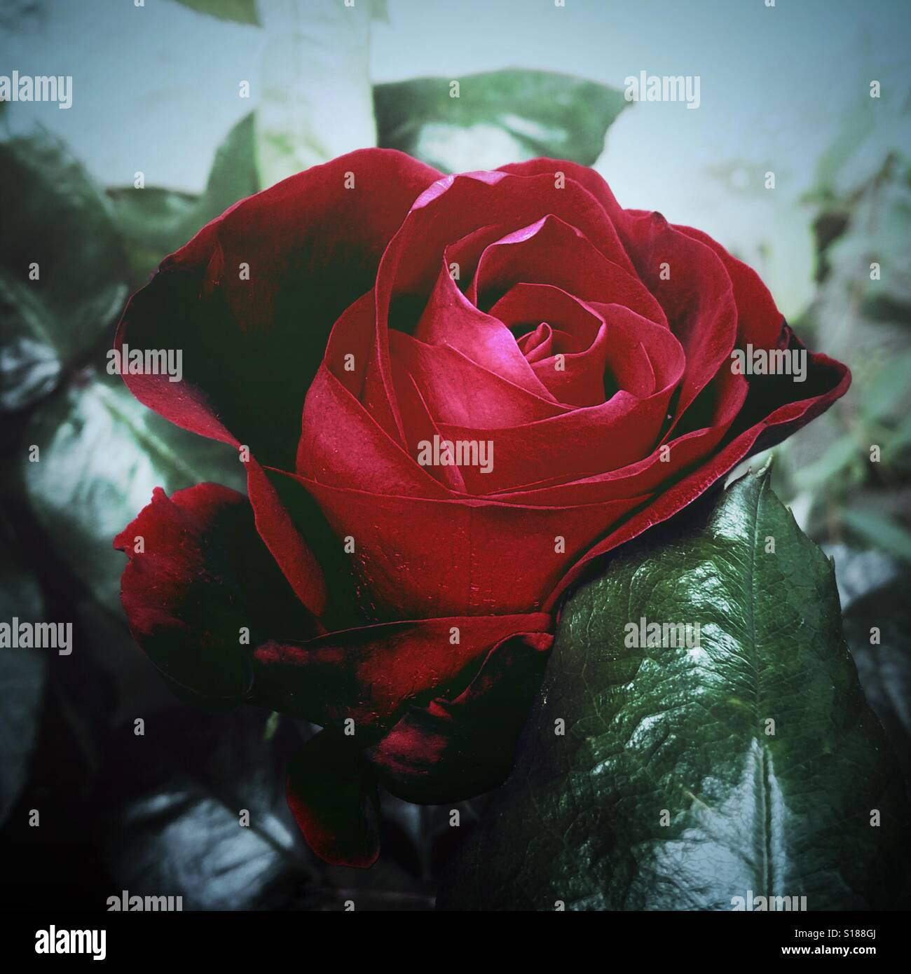 Impressive bloom hi-res stock photography and images - Alamy