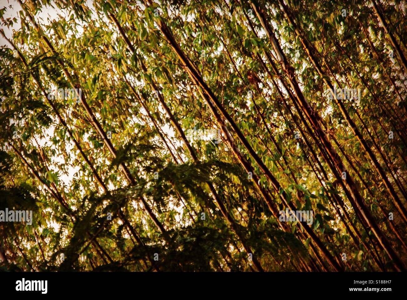 Beautiful indian trees hi-res stock photography and images - Alamy