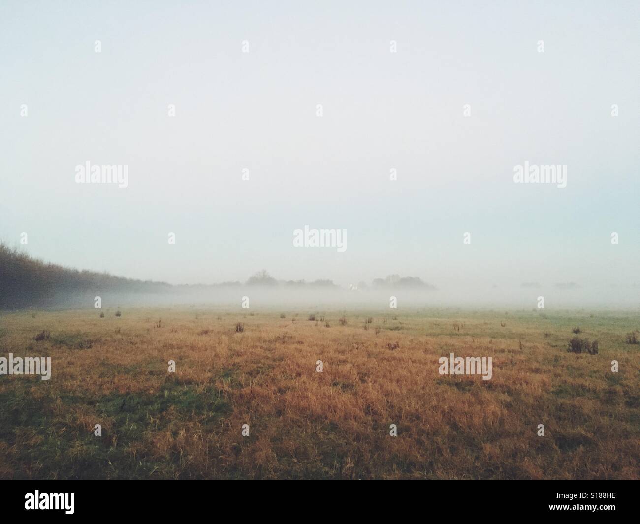Mist fog trees hi-res stock photography and images - Alamy