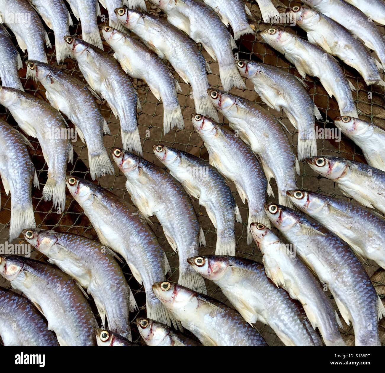 Drying The Fish Under The Sun High Resolution Stock Photography and ...