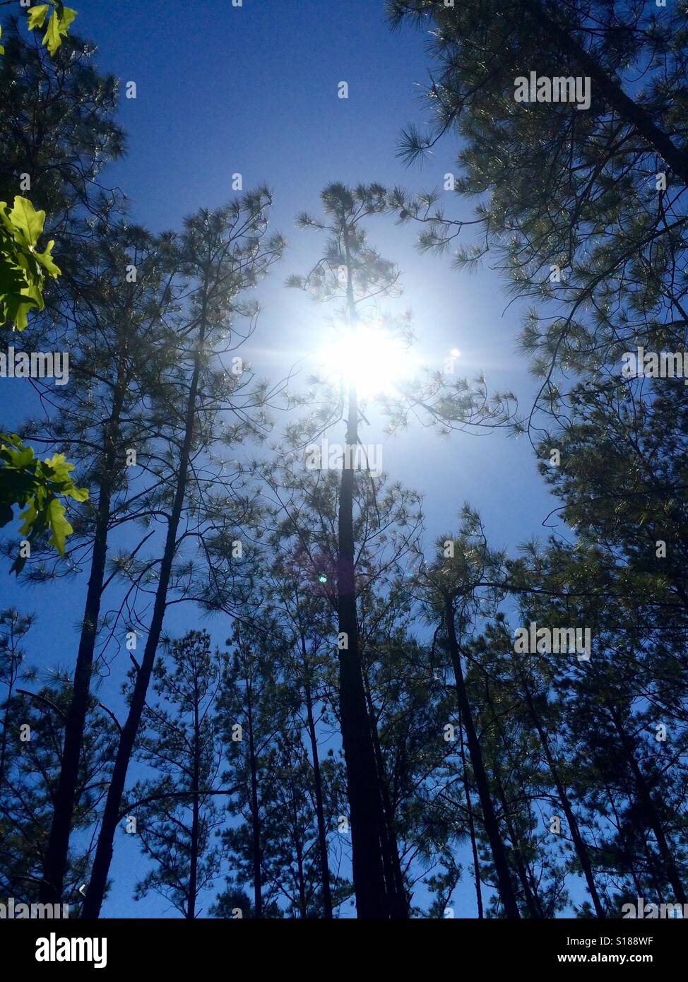 Beauty blue sky behind the tree hi-res stock photography and images - Alamy