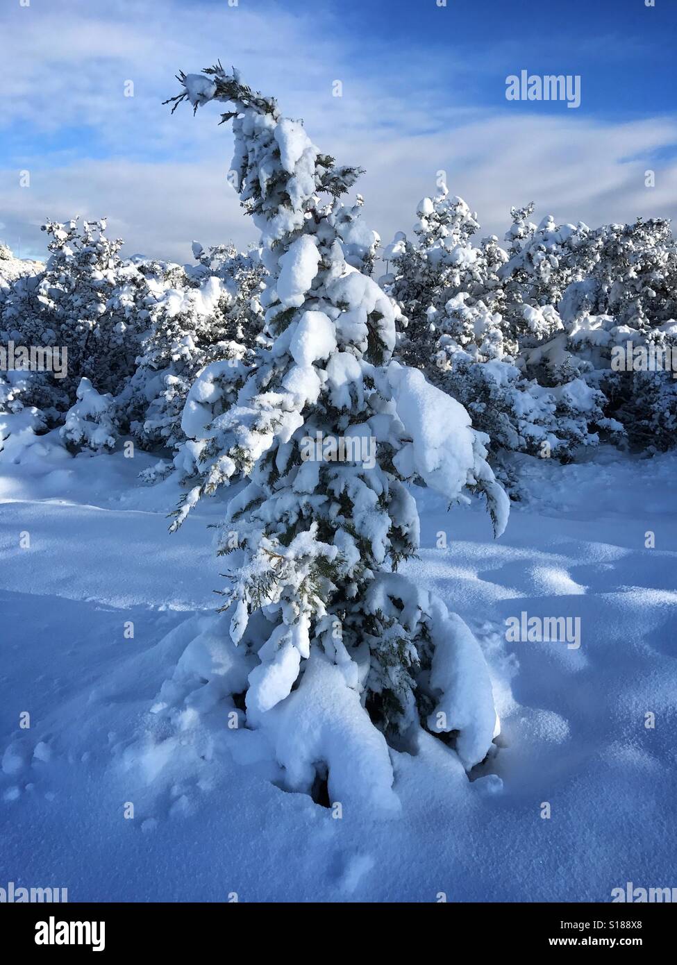 Snowy evergreen tree Stock Photo - Alamy